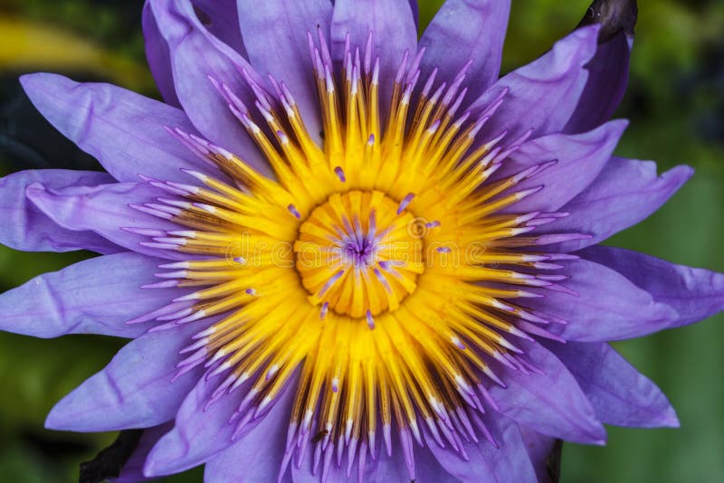 Lotus Bloom. Close Up Pollen Stock Image - Image of leaves, gardening ...