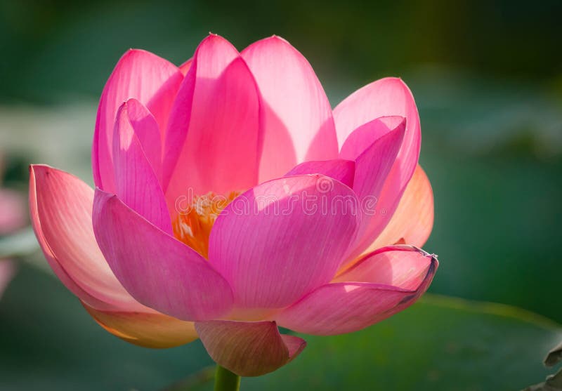 Lotus Bloom in Delta of Volga River, Russia Stock Image - Image of ...