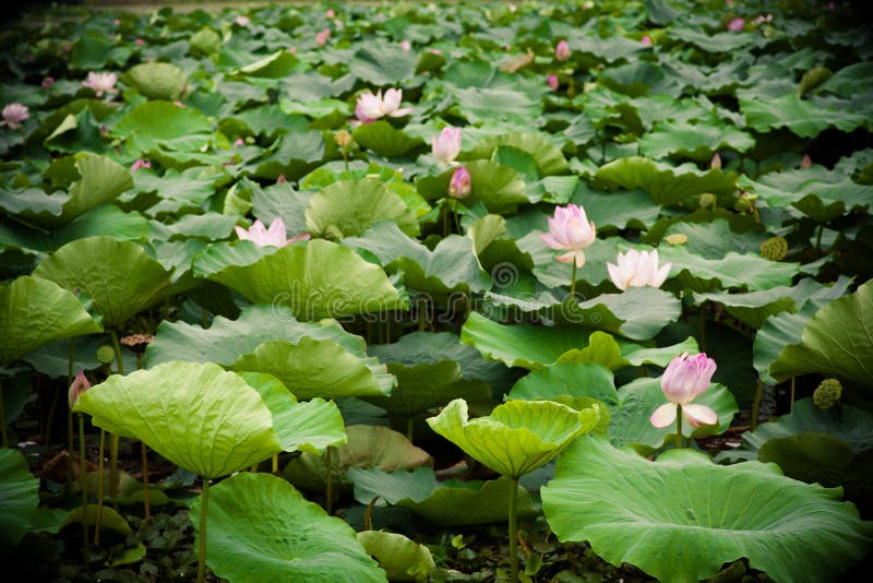 Lotus bloom in summer stock image. Image of dusk, park - 37762663