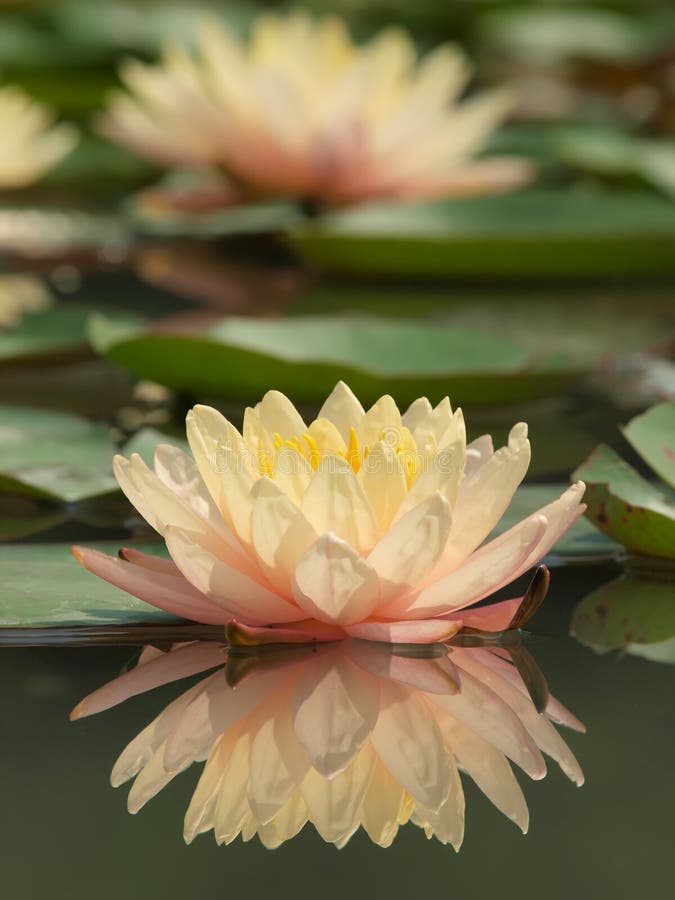 Lotus blooming stock photo. Image of plant, culture, decoration - 24977072