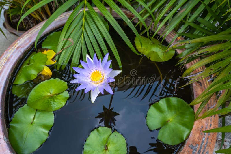 The Lotus is Blooming, in the Fish Tank Stock Image - Image of lotus ...