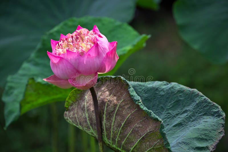 Lotus blooming. stock photo. Image of plant, spring - 272505864