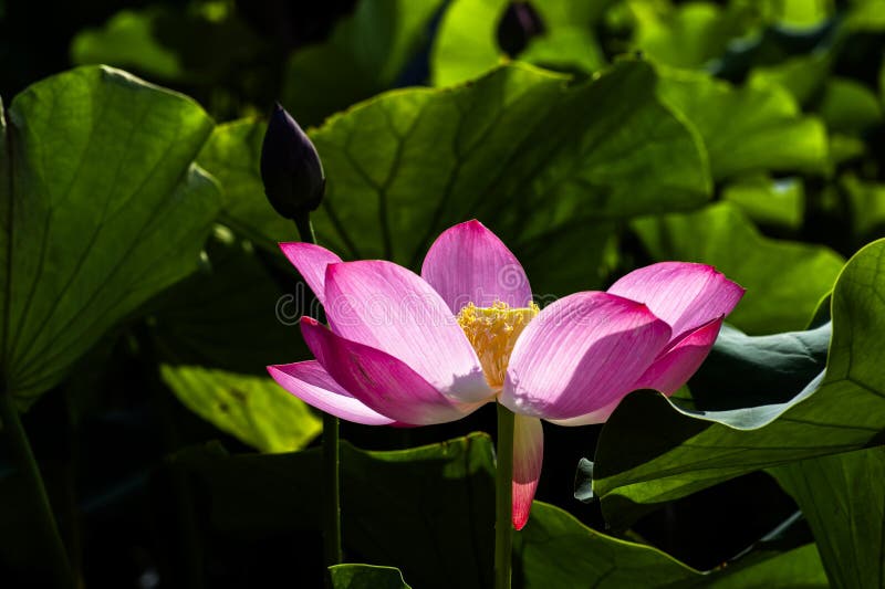 Lotus stock photo. Image of water, blossom, flower, plant - 36030988