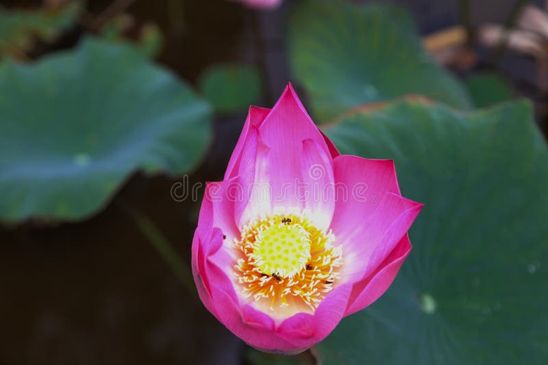 Lotus Blooming in the Water so Beautiful Stock Photo - Image of natural ...