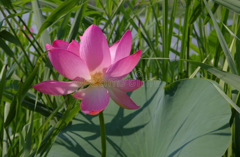 Lotus Blossom. Bright Pink Flower Stock Photo - Image of blossom, lotus ...