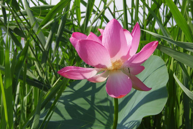 Lotus Blossom. Bright Pink Flower Stock Photo - Image of botany, floral ...