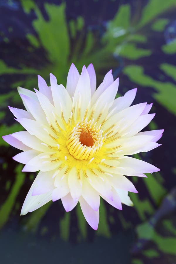 Lotus blossom stock photo. Image of backgrounds, head - 32056080