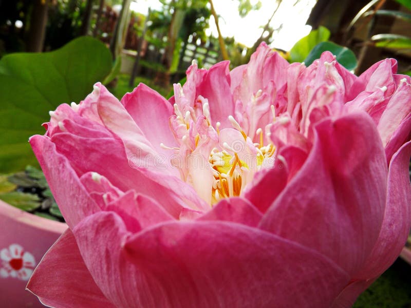 Pink Lotus From Top Side View Stock Photo - Image of villa, thailand ...