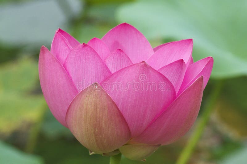 Lotus blossoms stock image. Image of blossom, abloom - 32563749