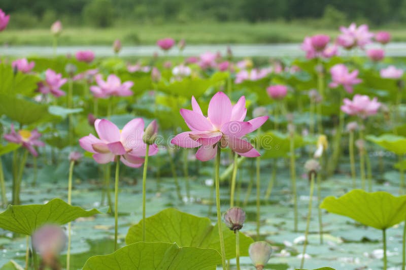 Lotus blossoms stock image. Image of life, landscape - 32563855