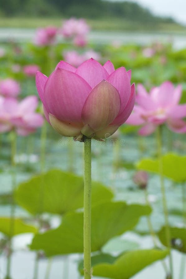 Lotus blossoms stock image. Image of landscape, life - 32563917