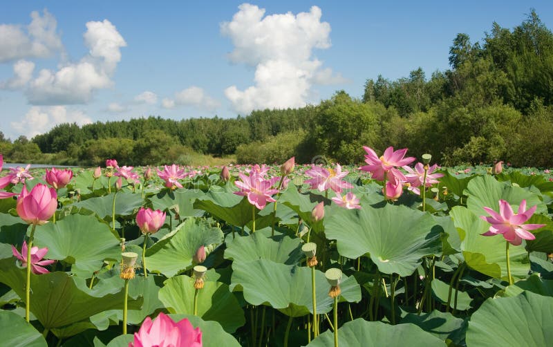 Lotus blossoms stock image. Image of color, leaves, blossom - 78501983