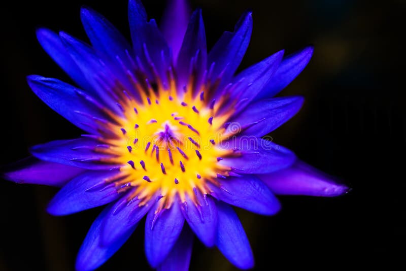 Loto blu immagine stock. Immagine di botanico, fresco - 53680185