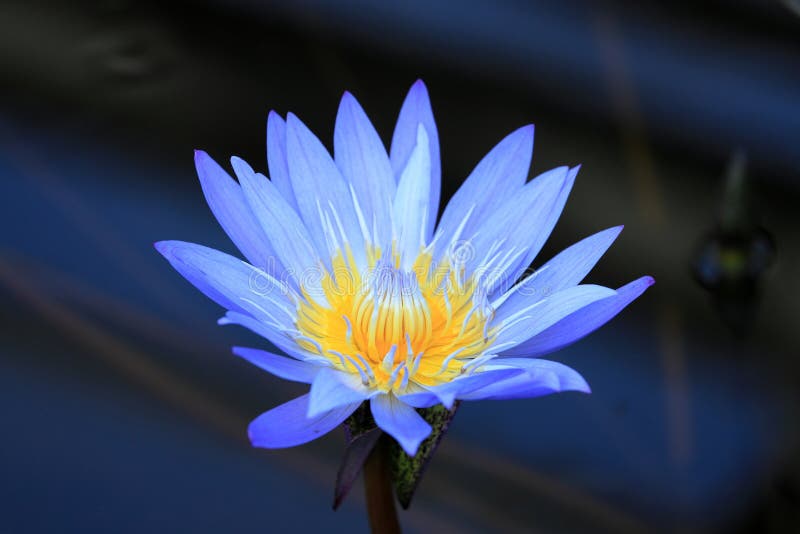 Lotus (blue) in Japan stock photo. Image of yokohama - 279265100