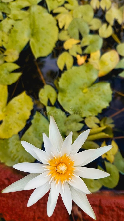 Lotus branco em libras foto de stock. Imagem de libra - 306609360