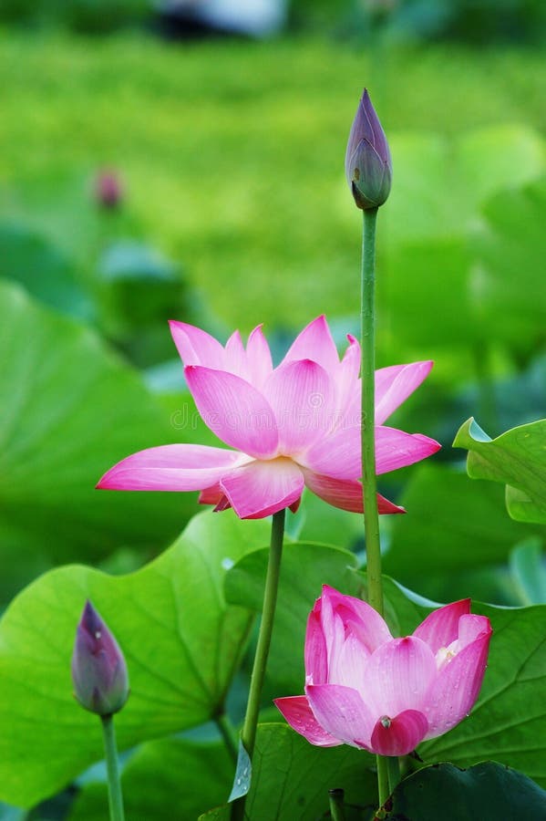 168 Peace Some Kind Stock Photos - Free & Royalty-Free Stock Photos ...