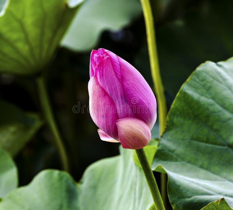 Lotus Bud Close Up Beijing China Cor-de-rosa Imagem de Stock - Imagem ...