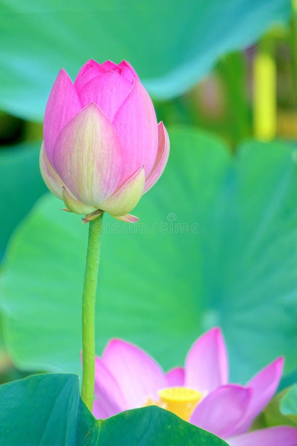 Lotus flower bud stock photo. Image of lotus, flower - 46195528