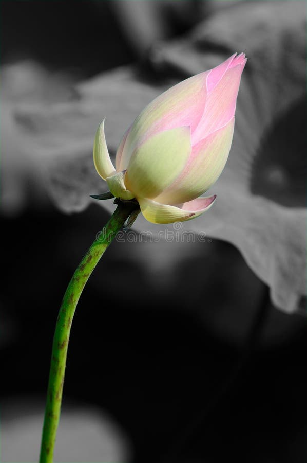 A Lotus Bud Isolated in Black and White Stock Photo - Image of sepals ...