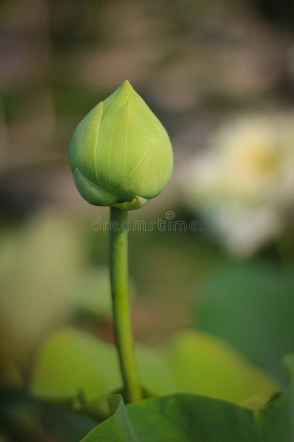 Lotus bud stock photo. Image of colour, biology, lotus - 57139502