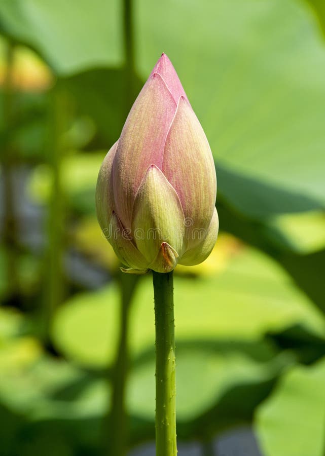 Lotus Buds stock image. Image of nature, aquatic, phalaenopsis - 55675855