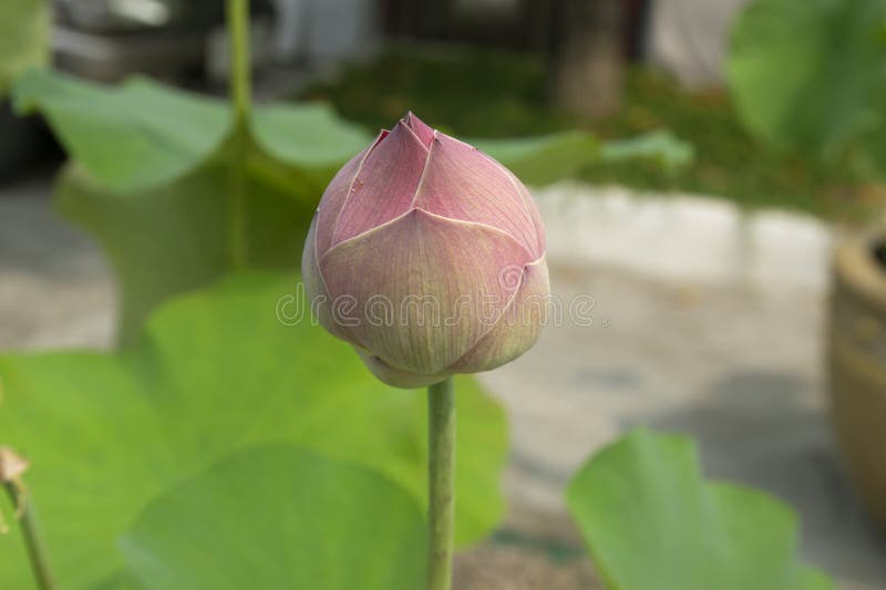 Lotus Buds in Natural Decorative Ponds Stock Image - Image of beauty ...