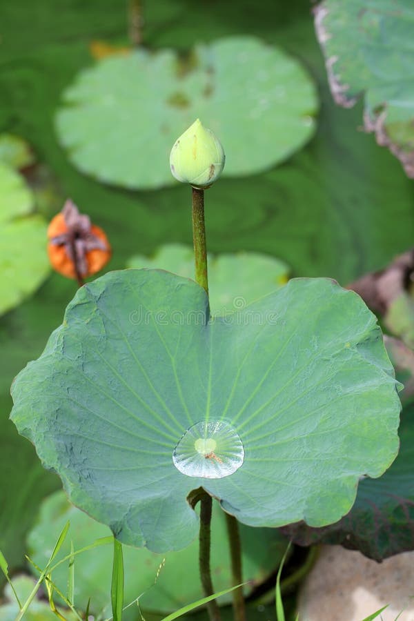 Water Lotus Bulbs