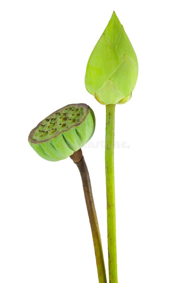 Lotus and calyx stock photo. Image of isolate, asia, lotus - 68094038