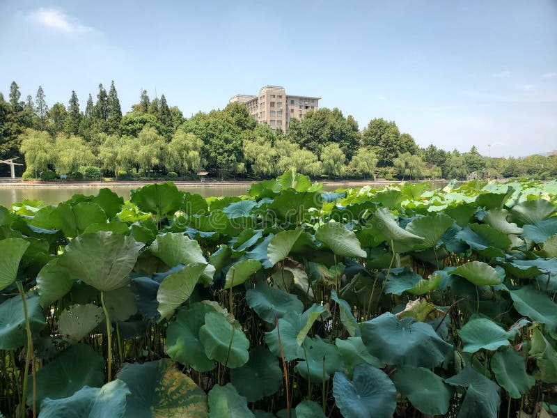 Chuyang Lake Stock Photos - Free & Royalty-Free Stock Photos from ...