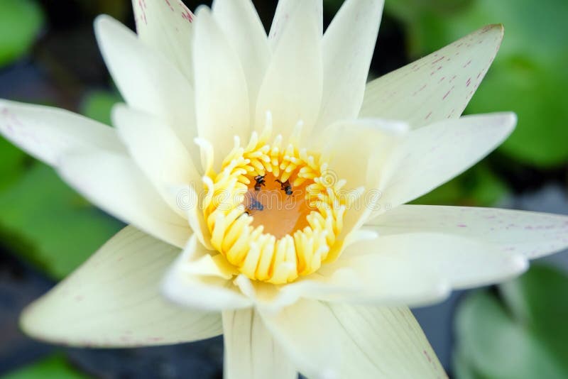 Lotus stock image. Image of culture, flower, close, environment - 71962485