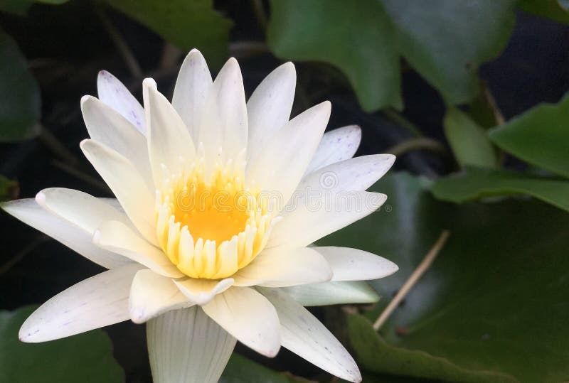 White lotus stock photo. Image of lotus, close, flowers - 134784088