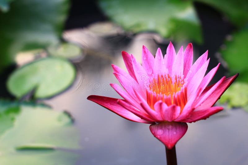 Lotus stock image. Image of landscapes, isolation, insect - 40780331