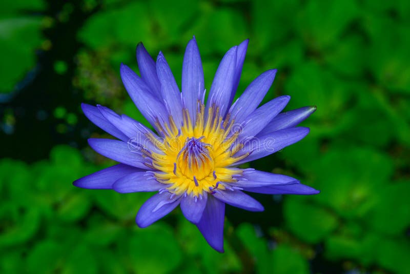 Lotus stock image. Image of exotic, gardens, card, foliage - 44759473