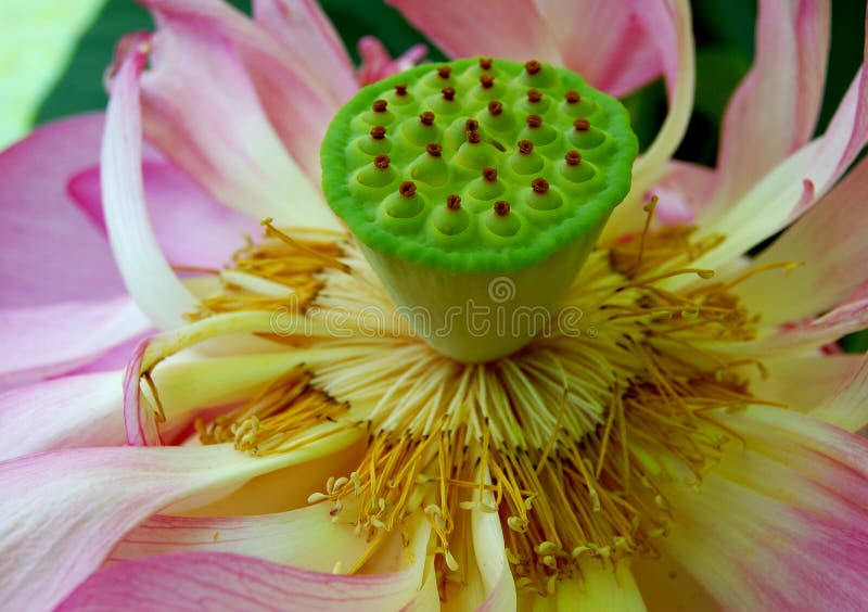 Lotus core stock photo. Image of macro, lotus, color - 12045230