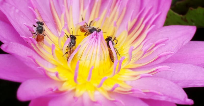 Lotus stock photo. Image of lotus, flowers, nature, coupling - 44400142