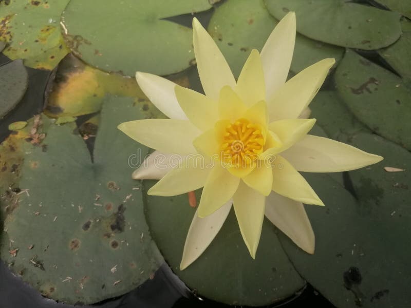 Yellow lotus stock photo. Image of flower, lotus, yellow - 170669830