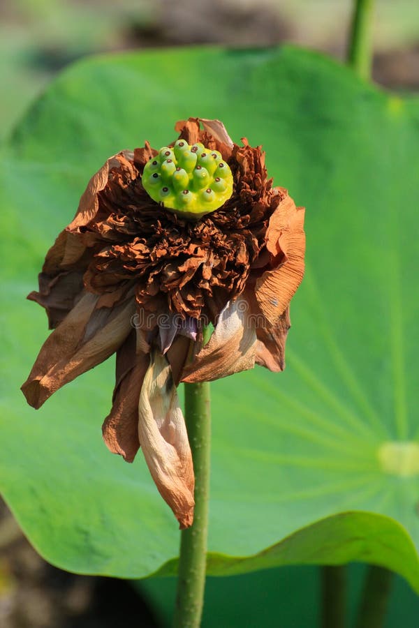 Lotus dead stock image. Image of head, formal, thailand - 30610323