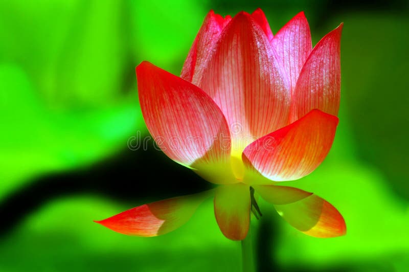 Lotus Divine stock image. Image of divine, spring, aquatic - 15598853