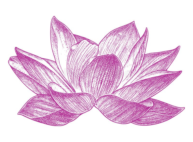 Lotus Drawing 004 stock vector. Illustration of drawing - 270268672