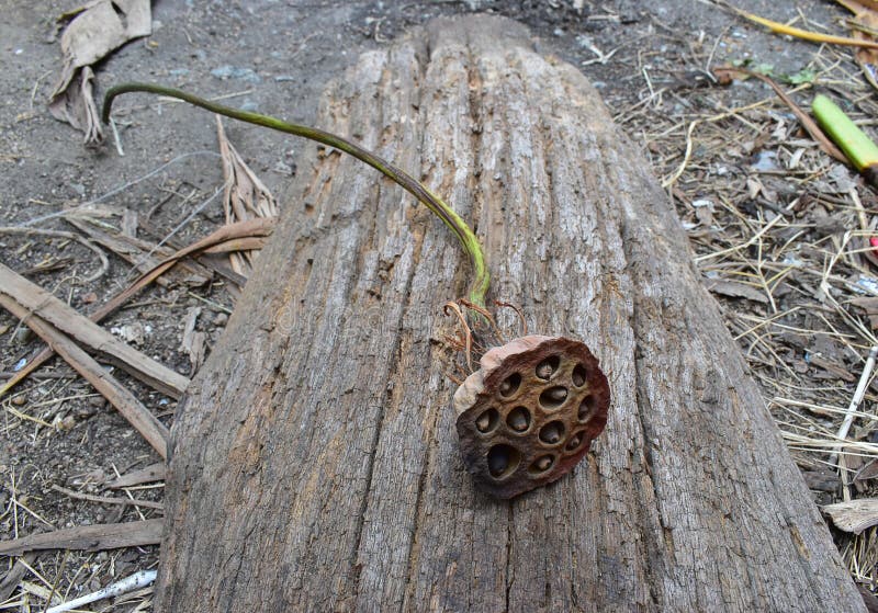 The Lotus Dried Seed Pod on the Wooden Bark Log Stock Image - Image of ...