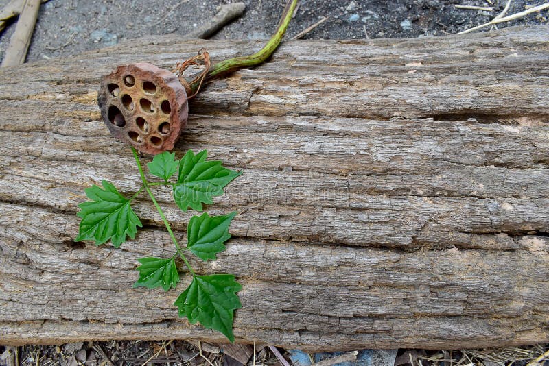 The Lotus Dried Seed Pod on the Wooden Bark Log Stock Image - Image of ...