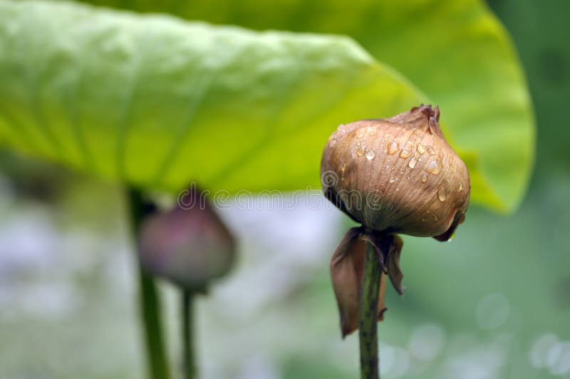Lotus Dying,the Life Cycle of a Lotus Stock Image - Image of equipment ...
