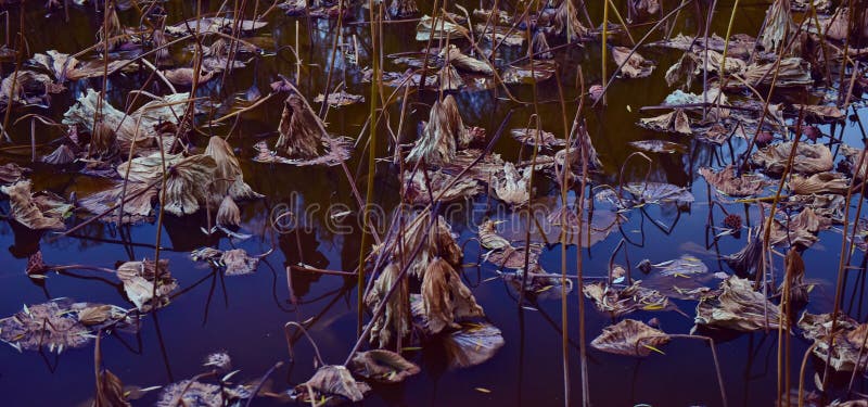 Lotus stock photo. Image of decoration, winter, early - 131769102