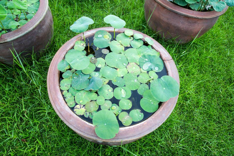 Lotus earthen pot stock photo. Image of traditional, asia - 61547332