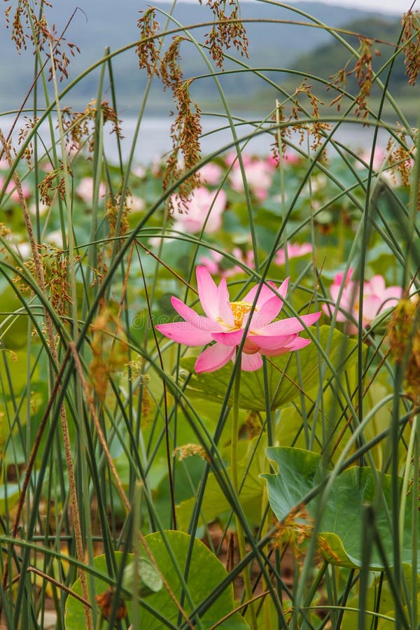 Lotus East, rare Faune, photo stock. Image du coté, botanique - 60059348