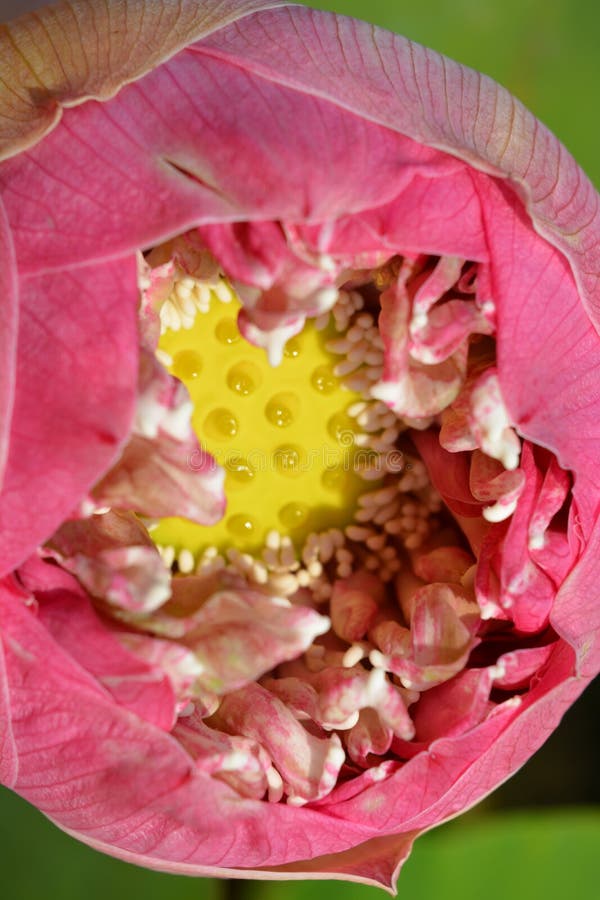 Lotus of enlightenment stock image. Image of peony, flora - 83332879