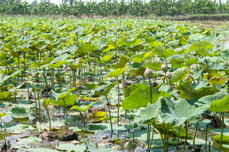 Lotus farm stock image. Image of tropical, farm, natural - 63168041