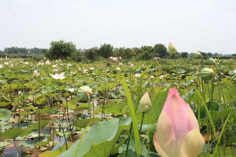 Lotus field stock image. Image of meditation, oriental - 11606327