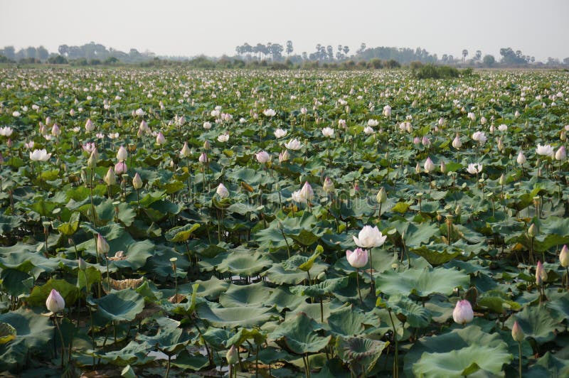 Lotus Field image stock. Image du forêt, complètement - 74247439