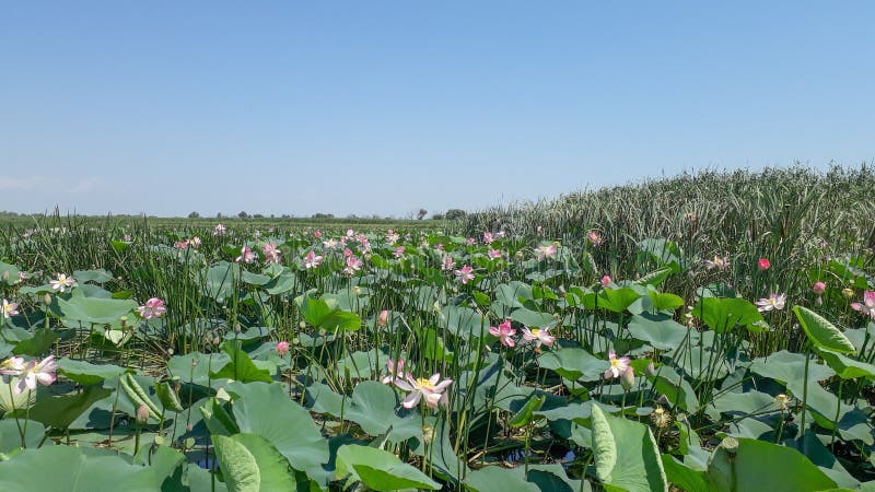 Lotus Field Flower Blue Sky Green Leaves Stock Image - Image of bloom ...